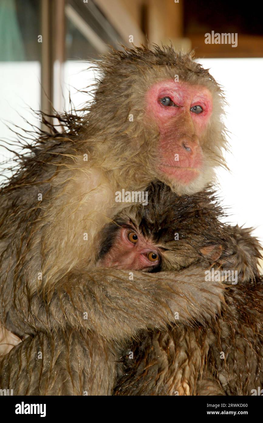 Japanese Macaques Hugging to Stay Warm at Iwatayama Monkey Park in ...