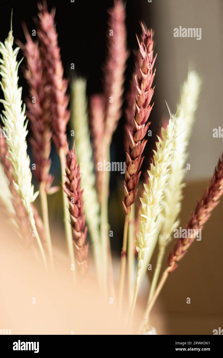 Ears of colorful wheat. Dried plants in pot. Wheat decor. Elegant eco ...