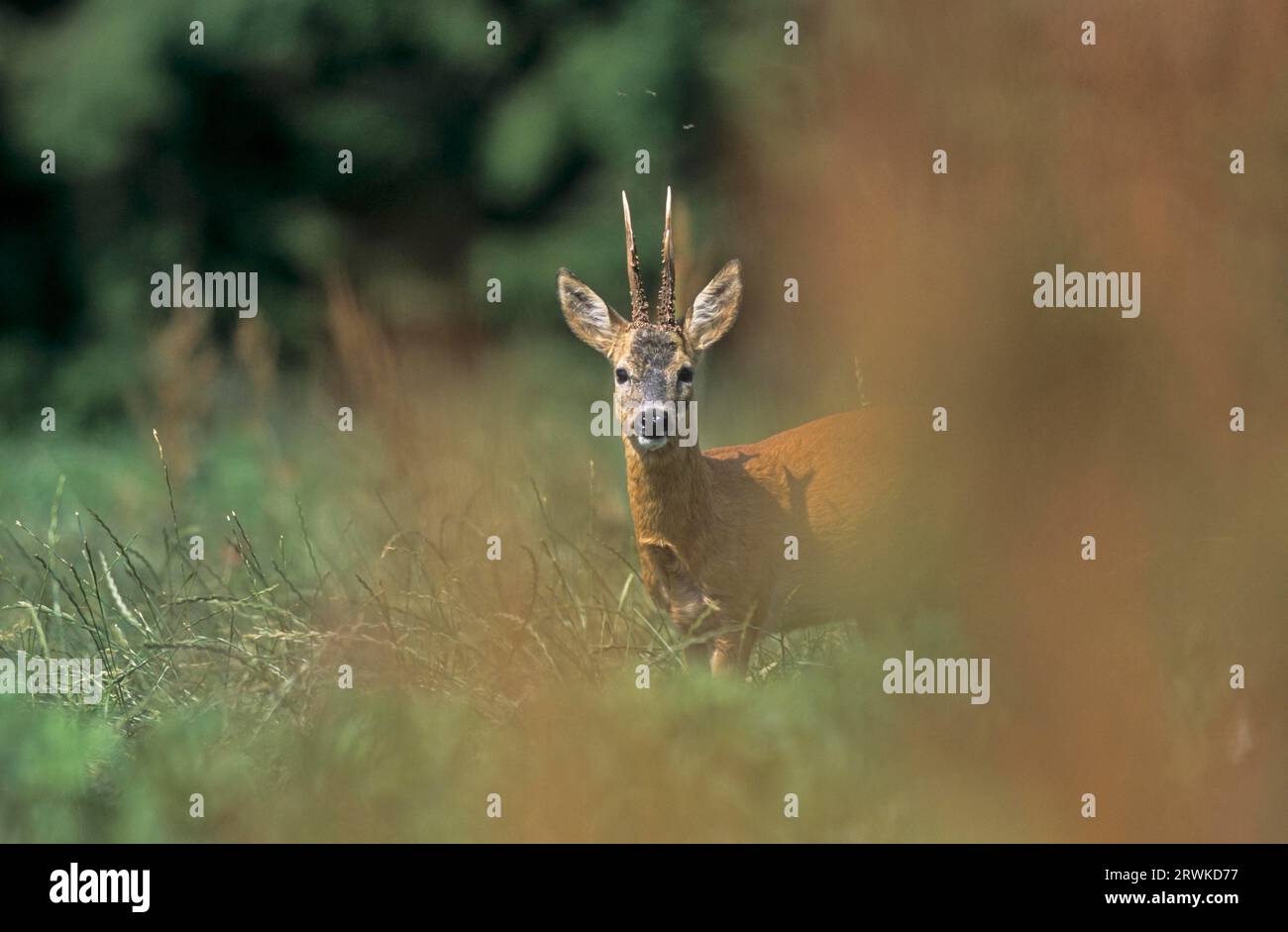 European roe deer (Capreolus capreolus) in the rut watching the ...