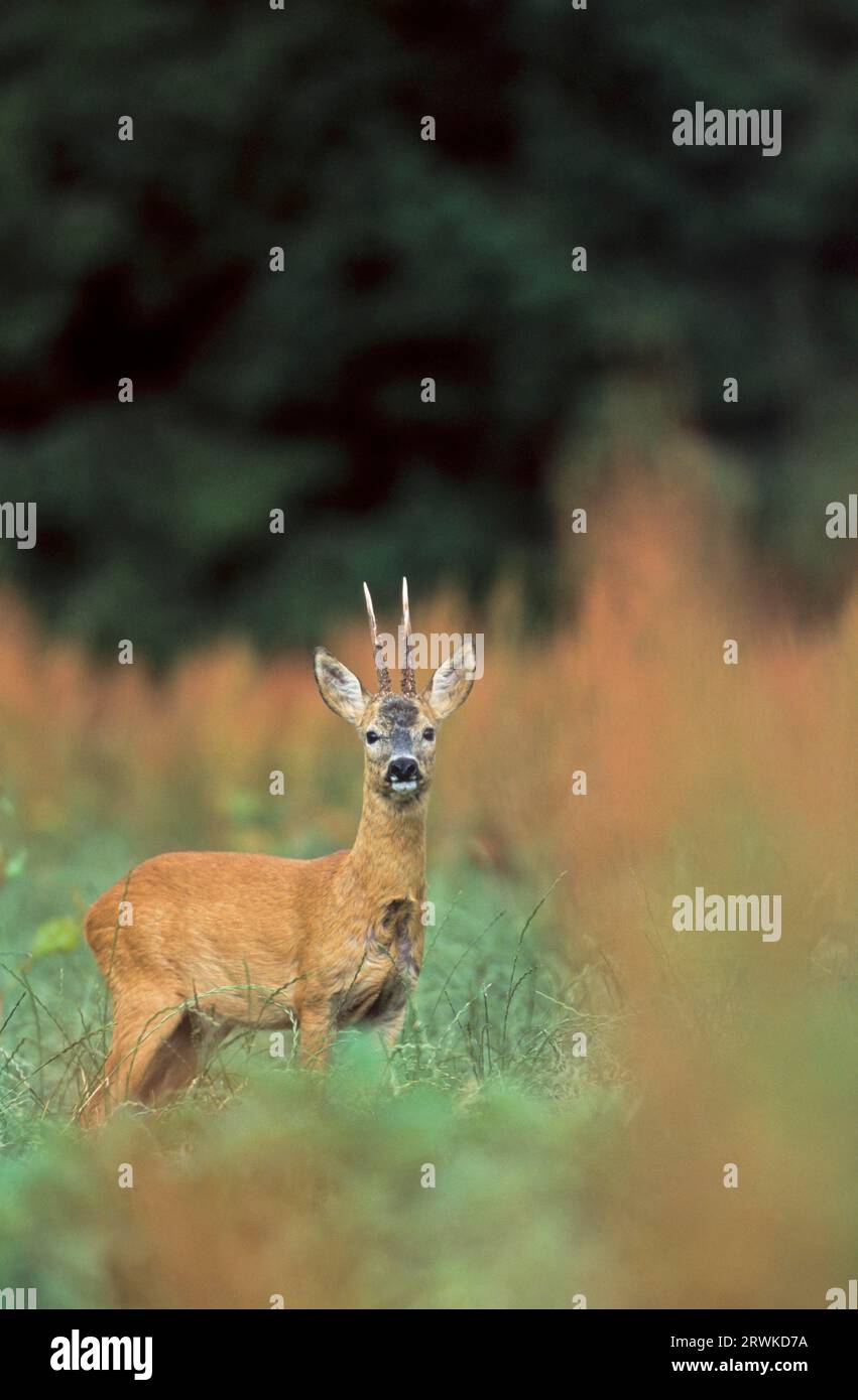 European roe deer (Capreolus capreolus) in the rut watching towards the ...