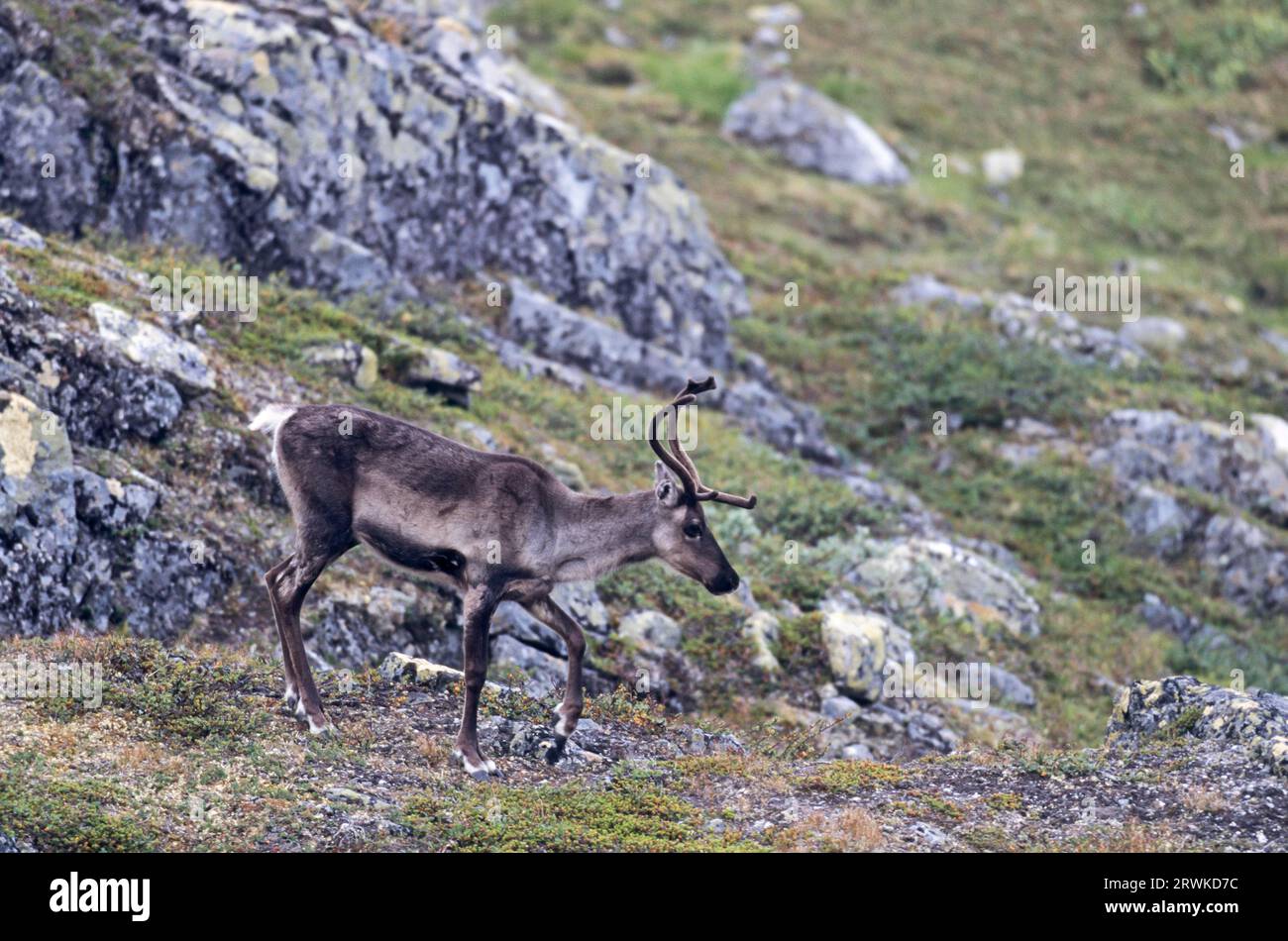 Indian reindeer hi-res stock photography and images - Alamy