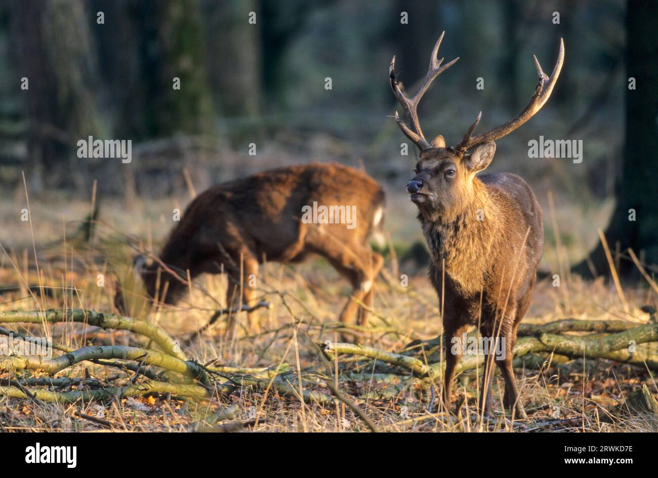 Subspecies: Dybowski Sika, Sika Deer (Cervus nippon) and Sikatier im ...