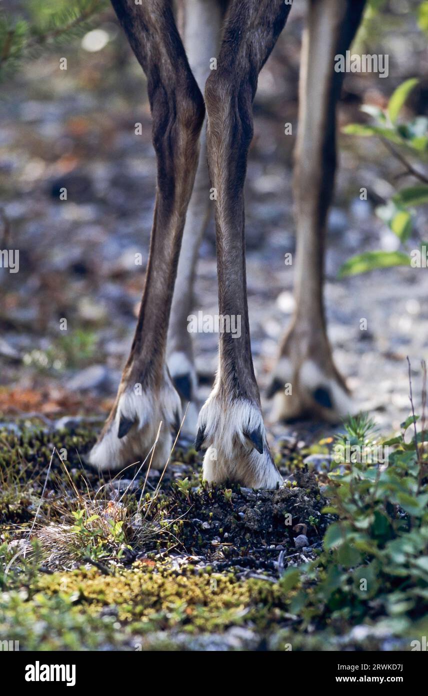 Hind legs from a female Reindeer (Rangifer tarandus) (Eurasian tundra ...