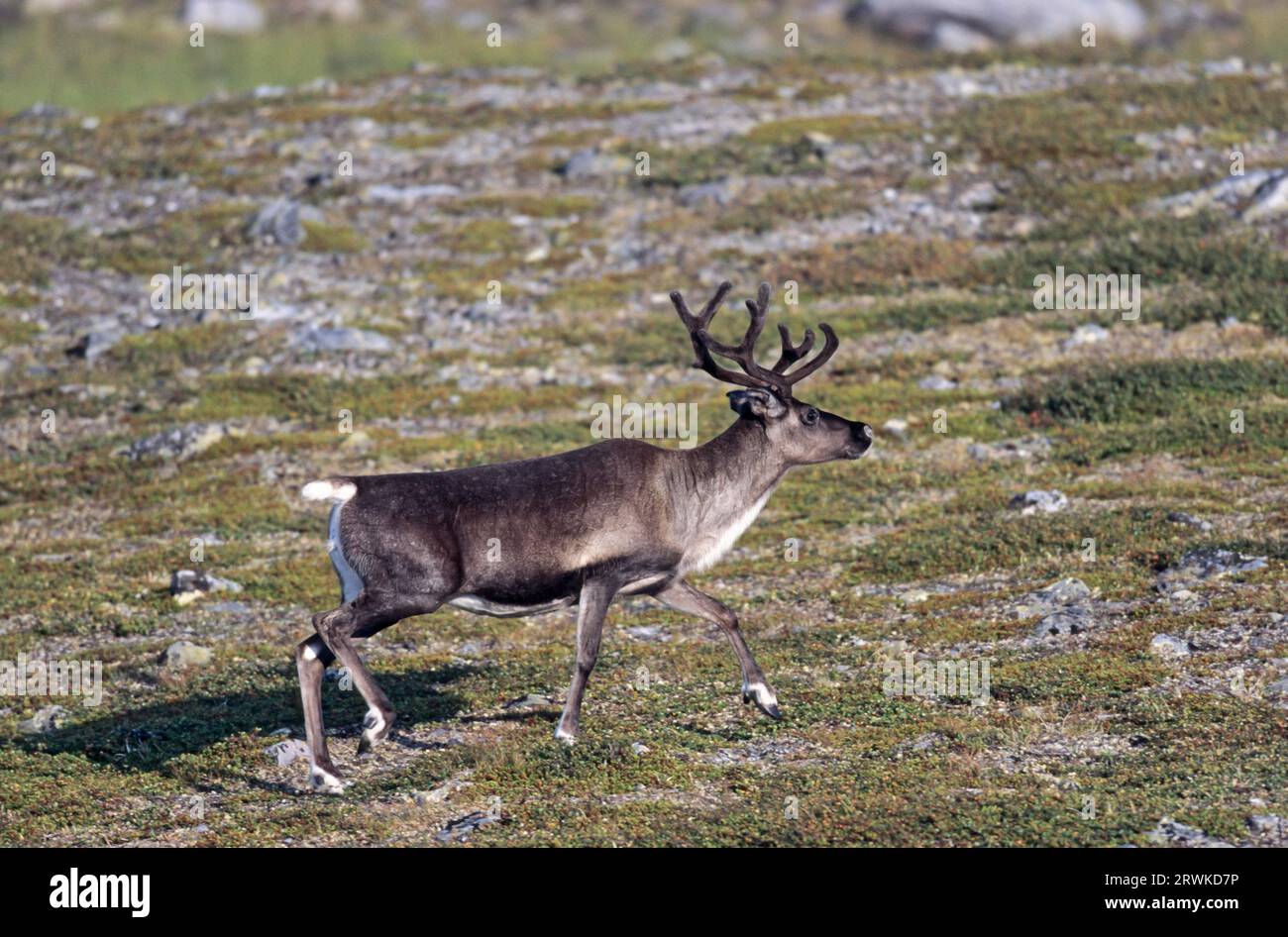 Reindeer (Rangifer tarandus) with velvet covered antler in the tundra ...