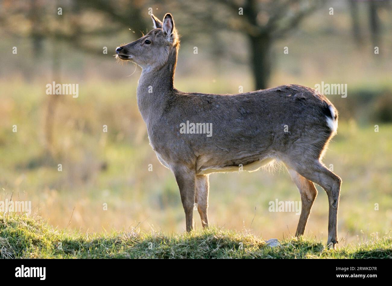 Subspecies: Dybowski sika deer (Cervus nippon), Cervus nippon ...