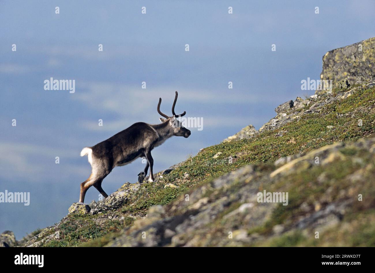 Reindeer (Rangifer tarandus) with velvet covered antler in the tundra ...