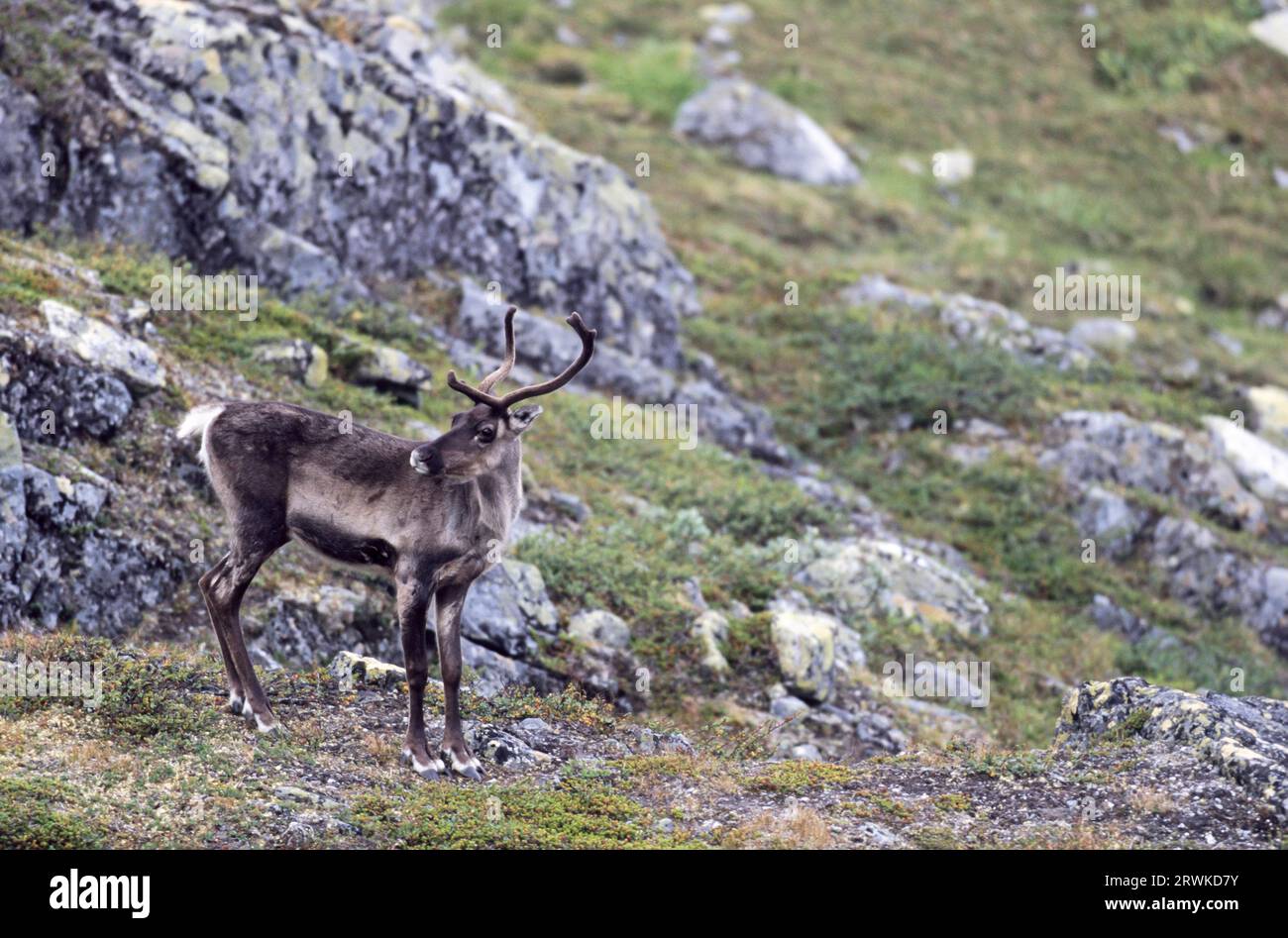 Reindeer (Rangifer tarandus) with velvet covered antler in the tundra ...