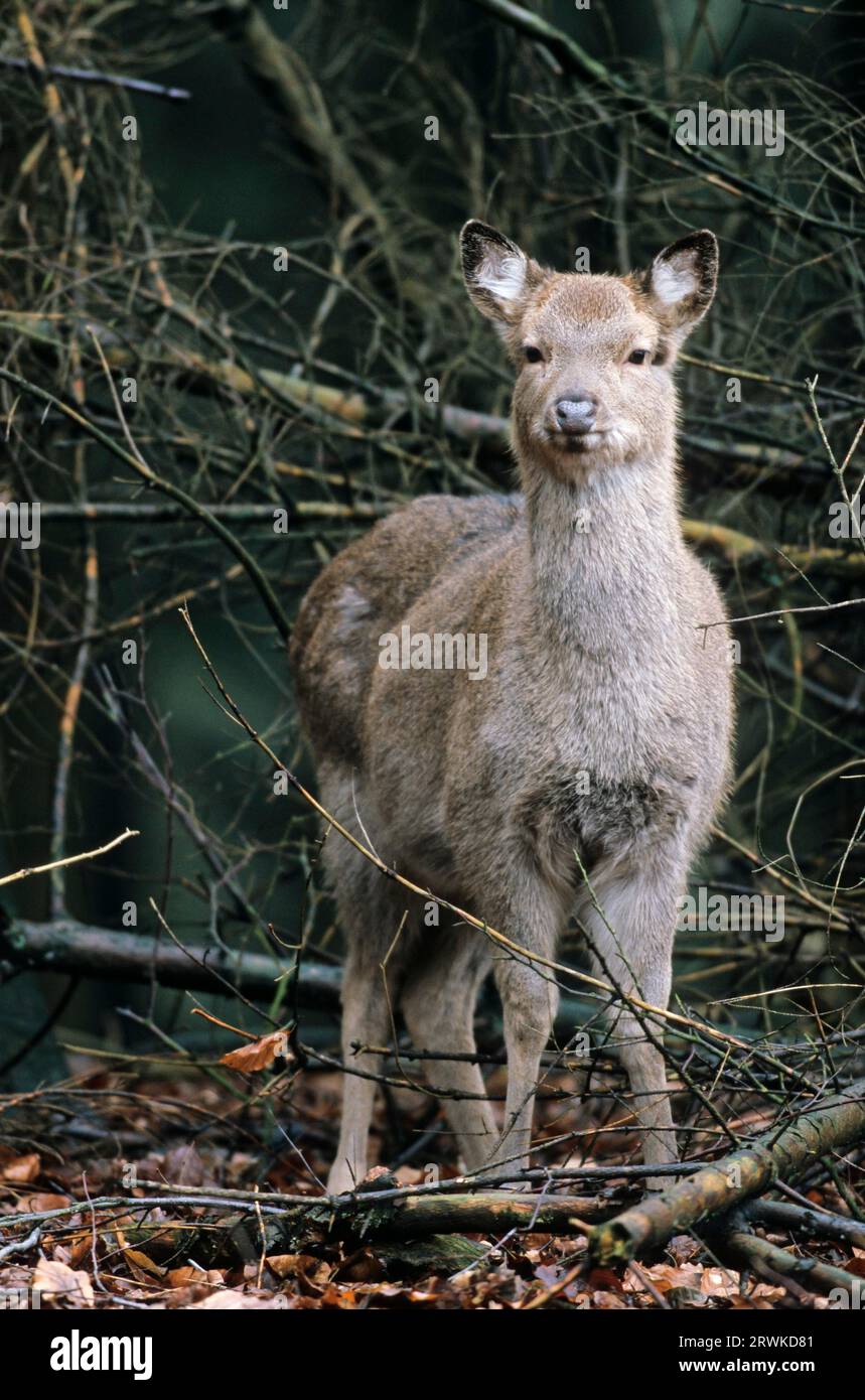 Subspecies: Dybowski sika deer (Cervus nippon), Cervus nippon ...