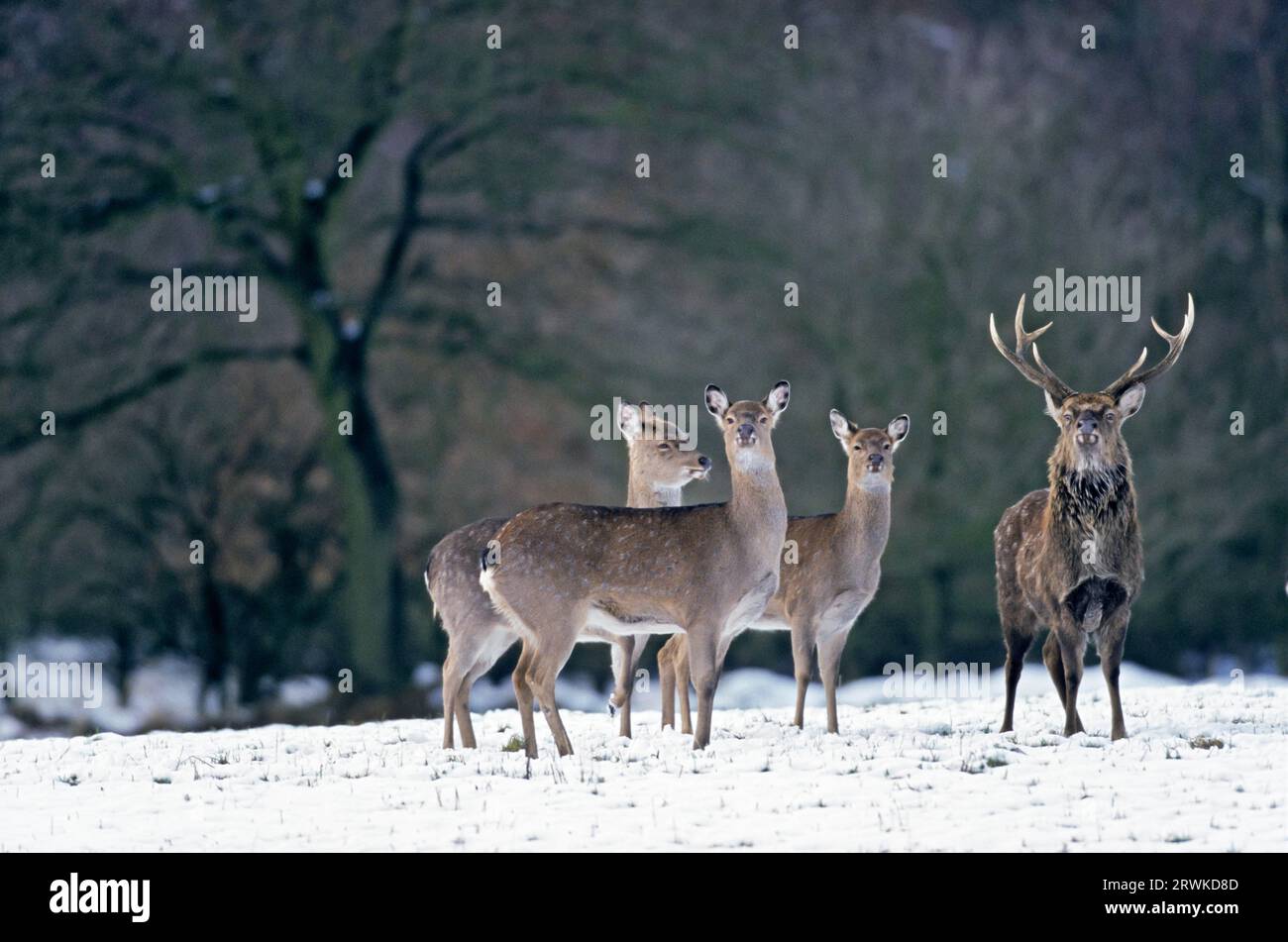 Subspecies: Dybowski Sika, Sika Deer stag and hinds in winter (Spotted ...
