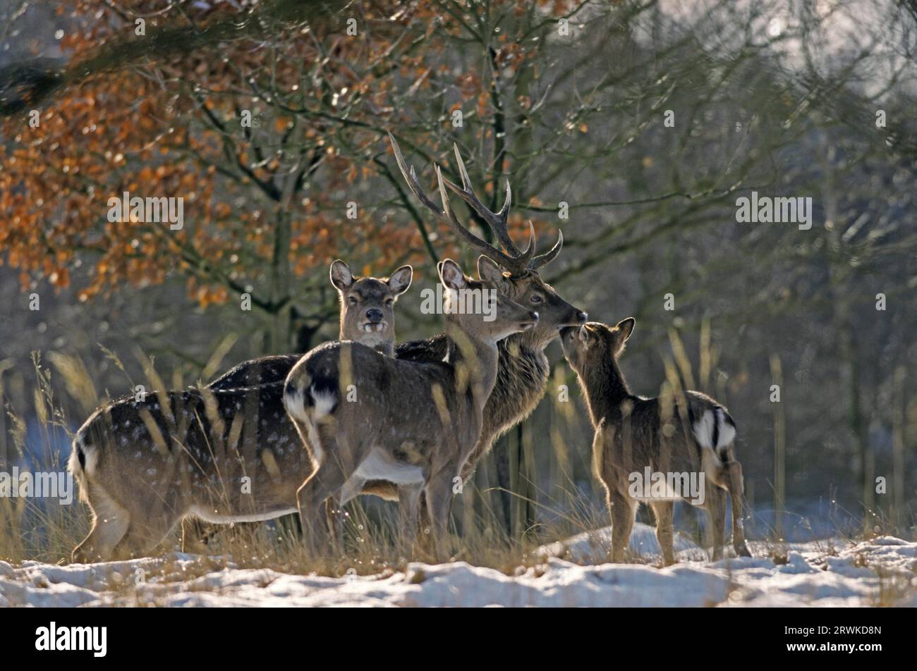 Subspecies: Dybowski Sika, Sika Deer stag, hinds and calf in winter ...