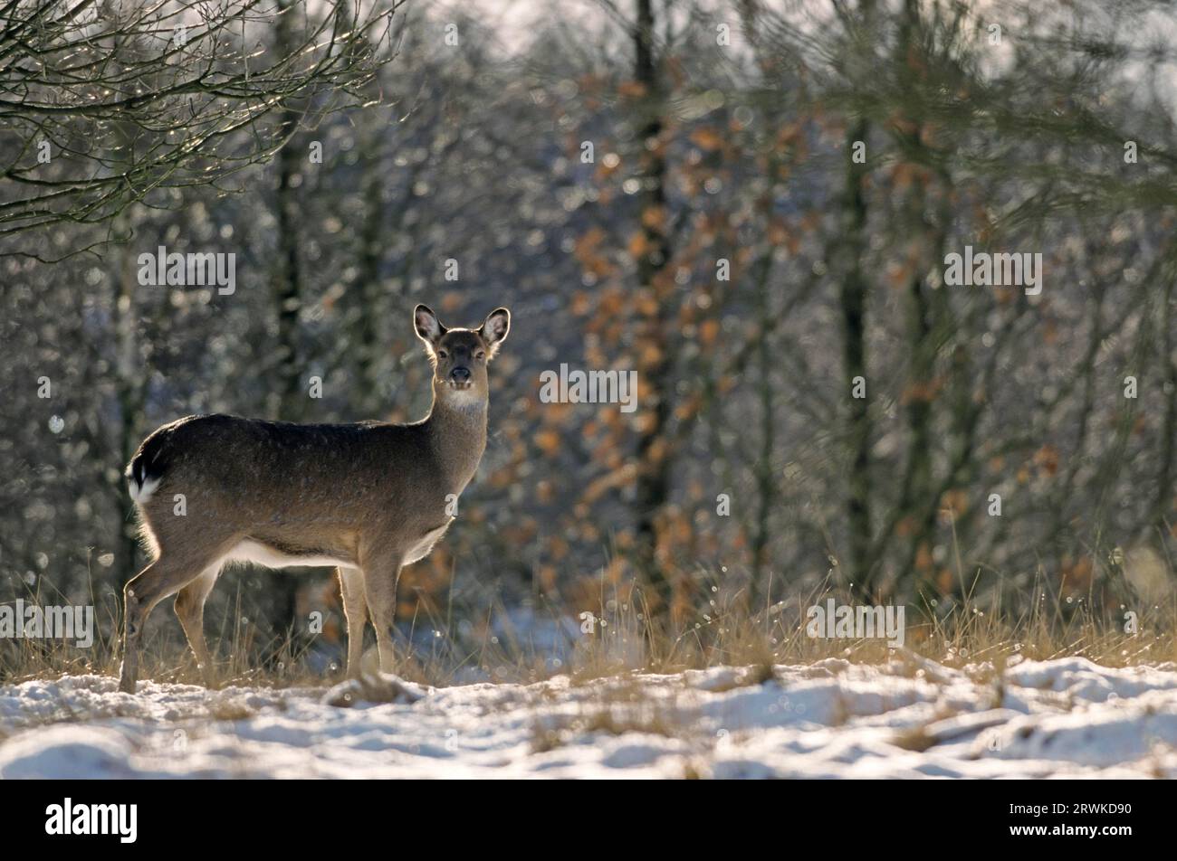 Subspecies: Dybowski sika deer (Cervus nippon), Cervus nippon ...