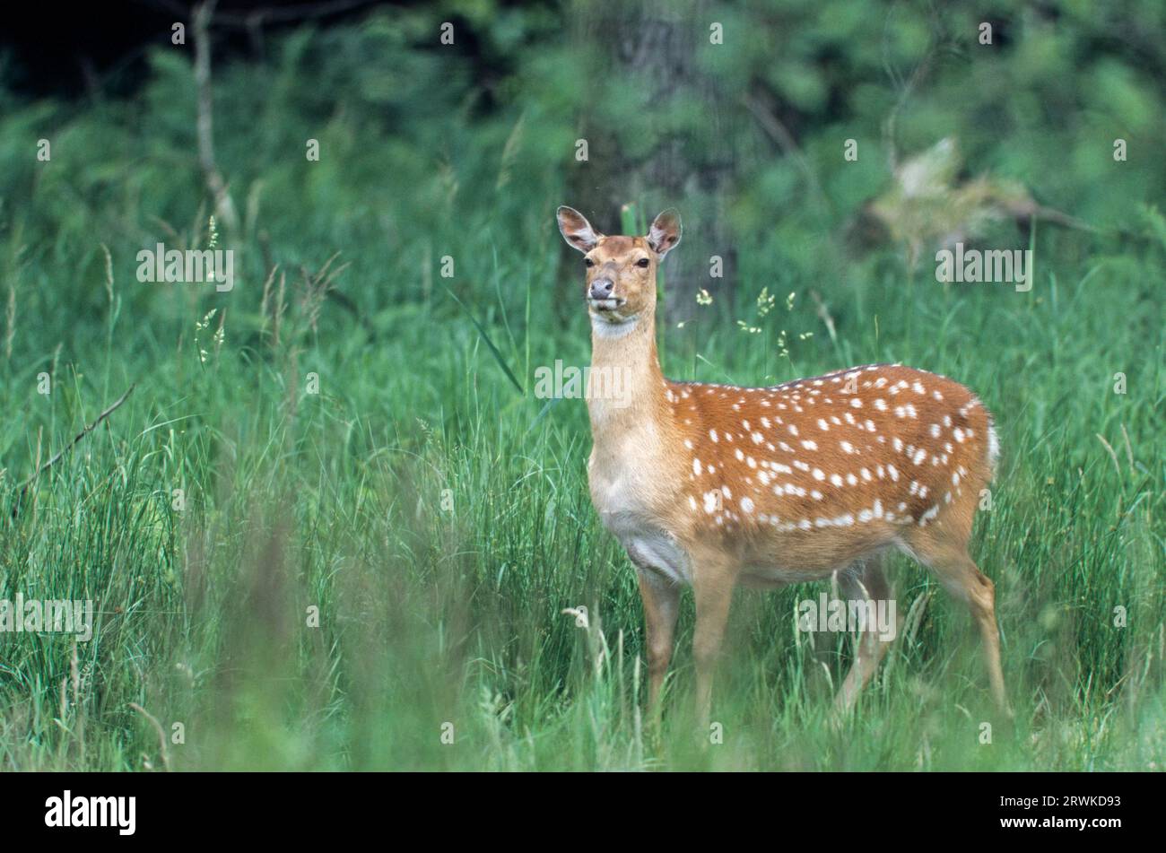 Subspecies: Dybowski sika deer (Cervus nippon), Cervus nippon ...