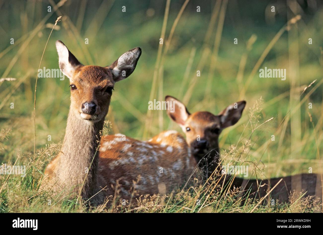 Subspecies: Japanese sika deer (Cervus nippon) Subspecies: Japanese ...