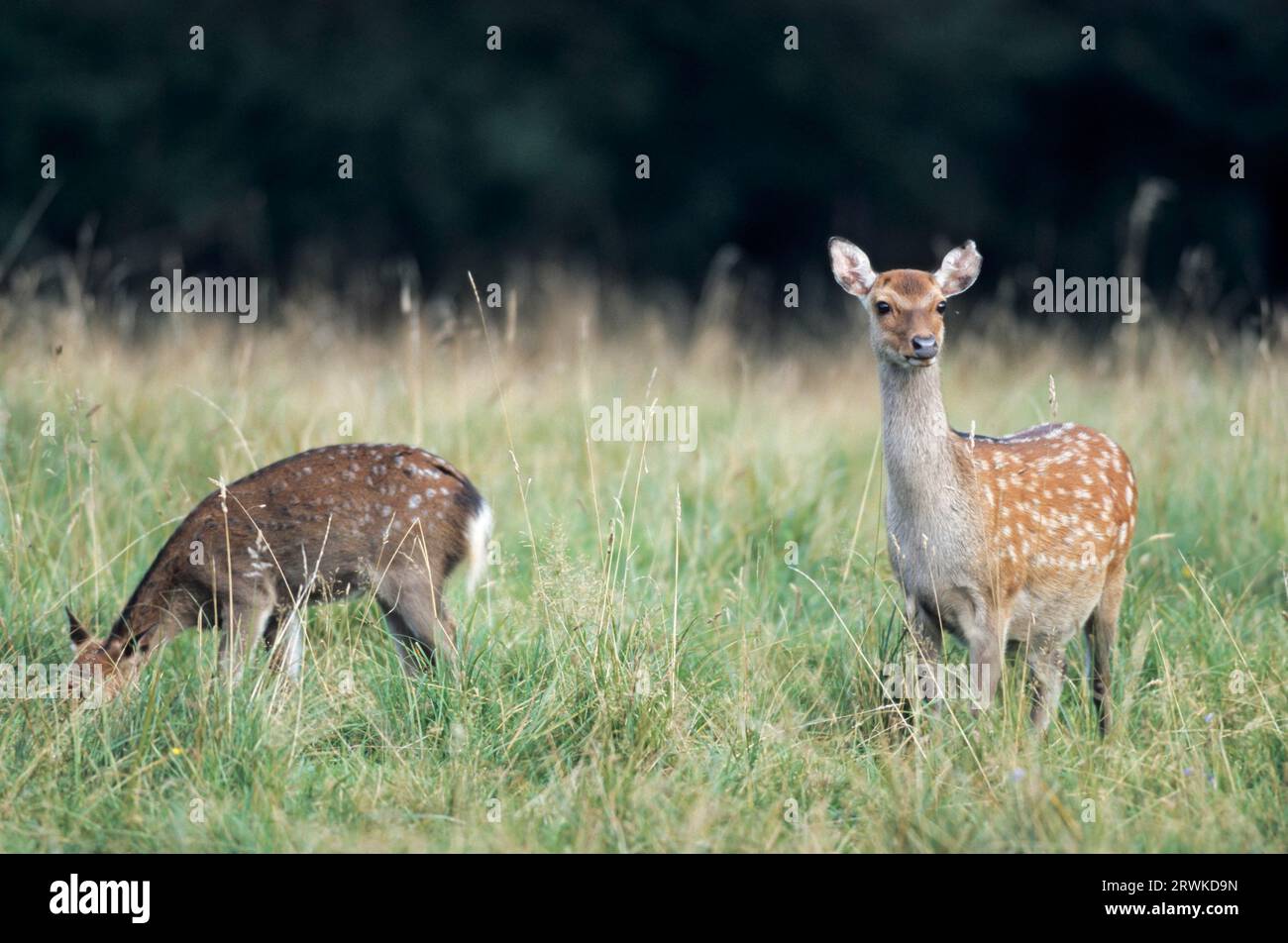 Subspecies: Japanese sika deer (Cervus nippon) Subspecies: Japanese ...