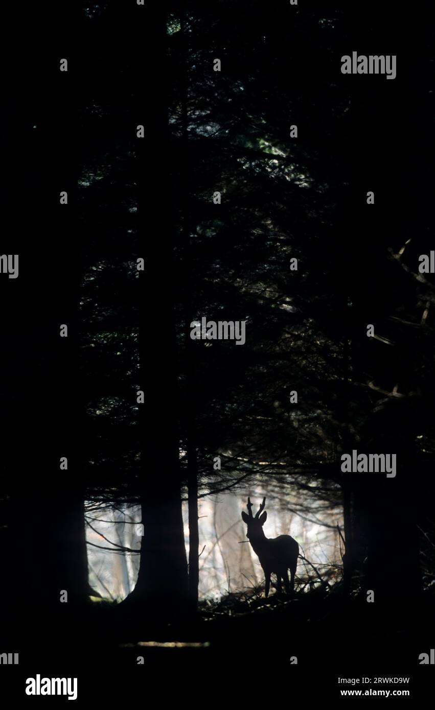European roe deer (Capreolus capreolus) with bast horns in a spruce ...