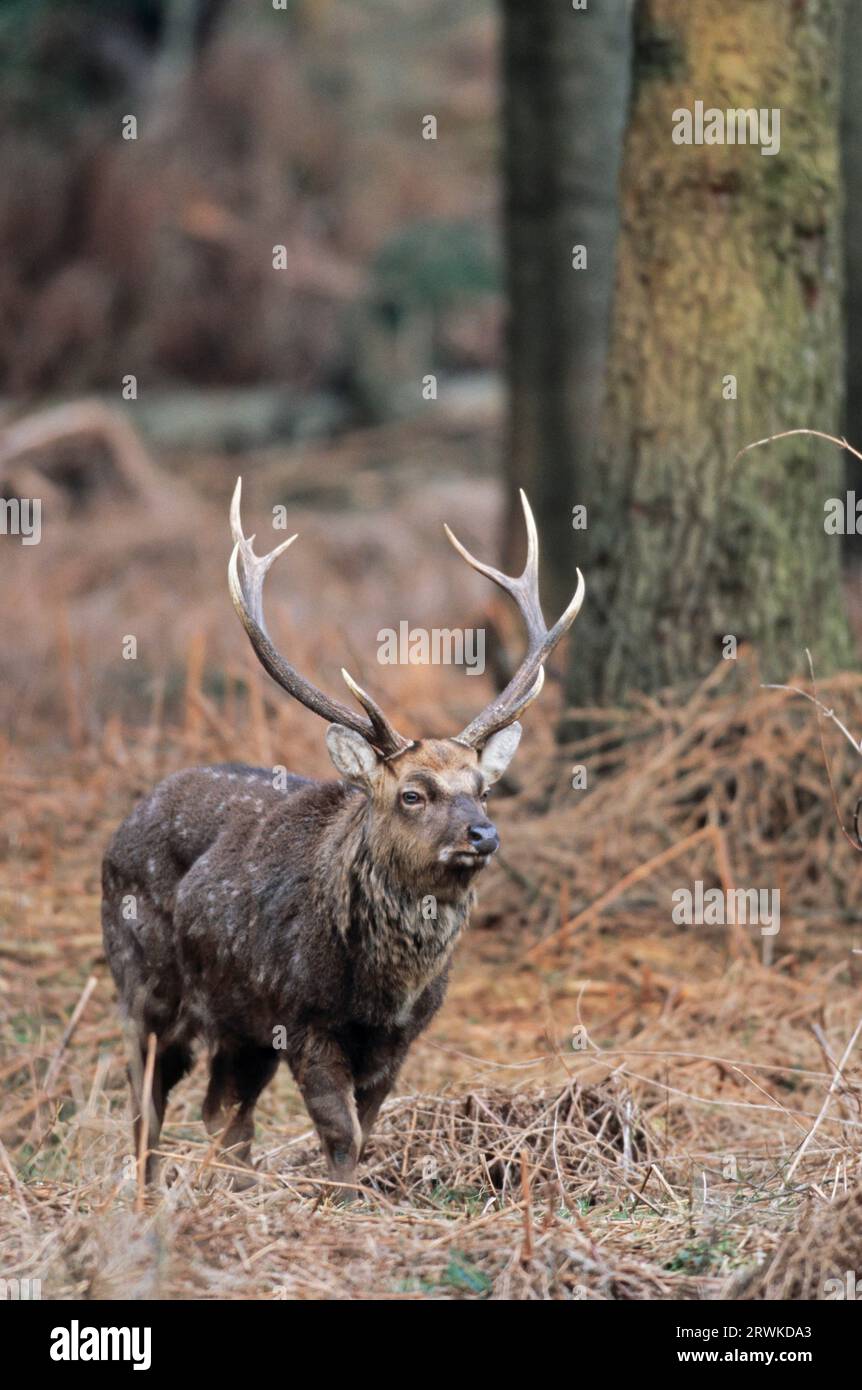 Subspecies: Dybowski Sika, Sika Deer (Cervus nippon) between dead ...
