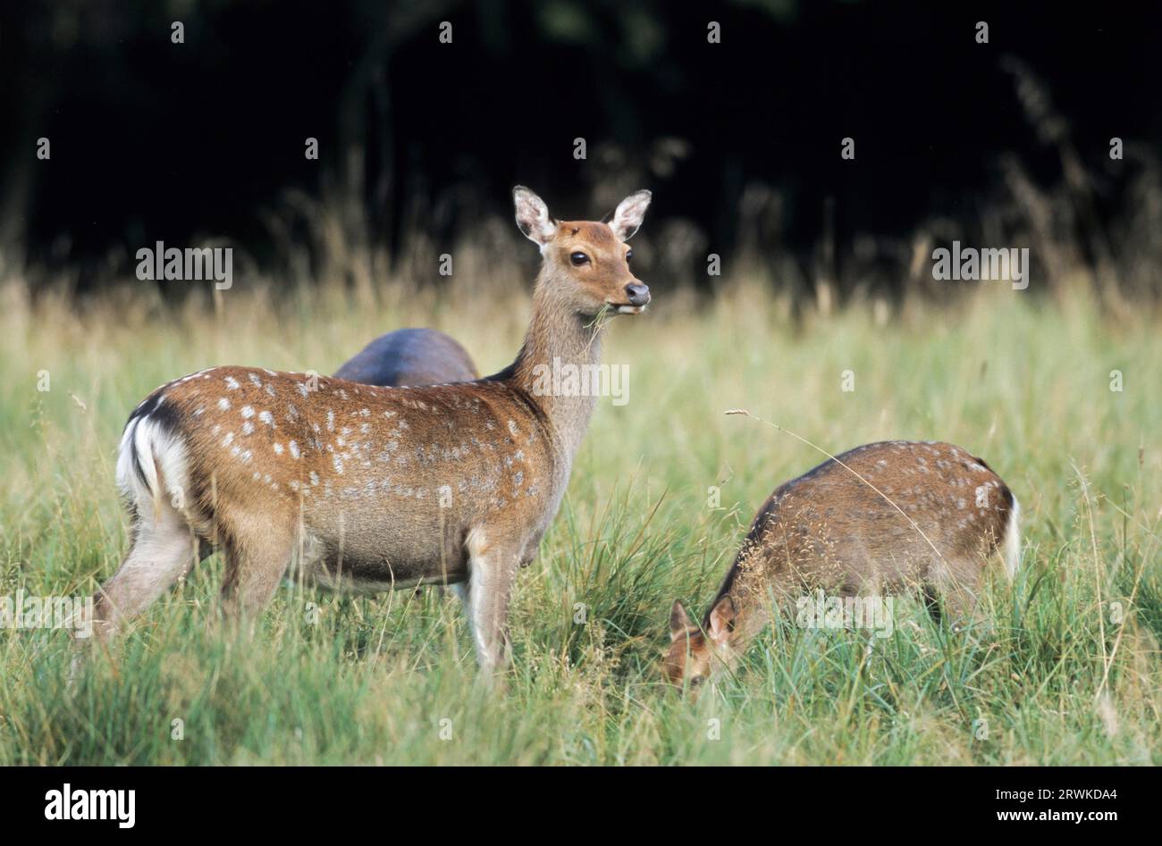 Subspecies: Japanese sika deer (Cervus nippon) Subspecies: Japanese ...