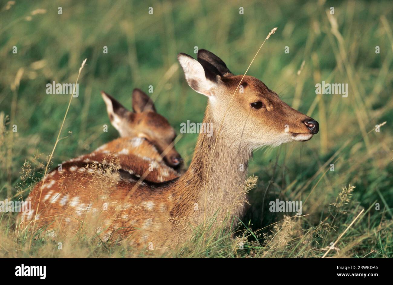 Subspecies: Japanese sika deer (Cervus nippon) Subspecies: Japanese ...
