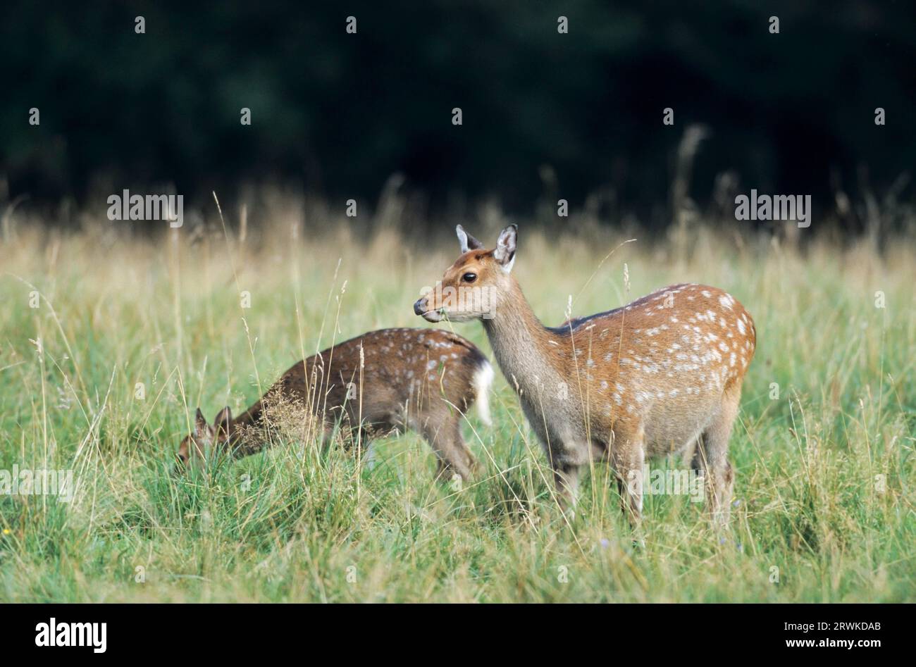 Subspecies: Japanese sika deer (Cervus nippon) Subspecies: Japanese ...