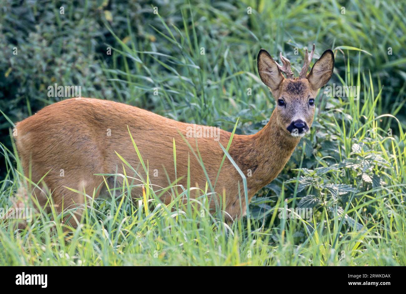 Roe Deer buck, yearling with abnormal antler watching the photographer ...