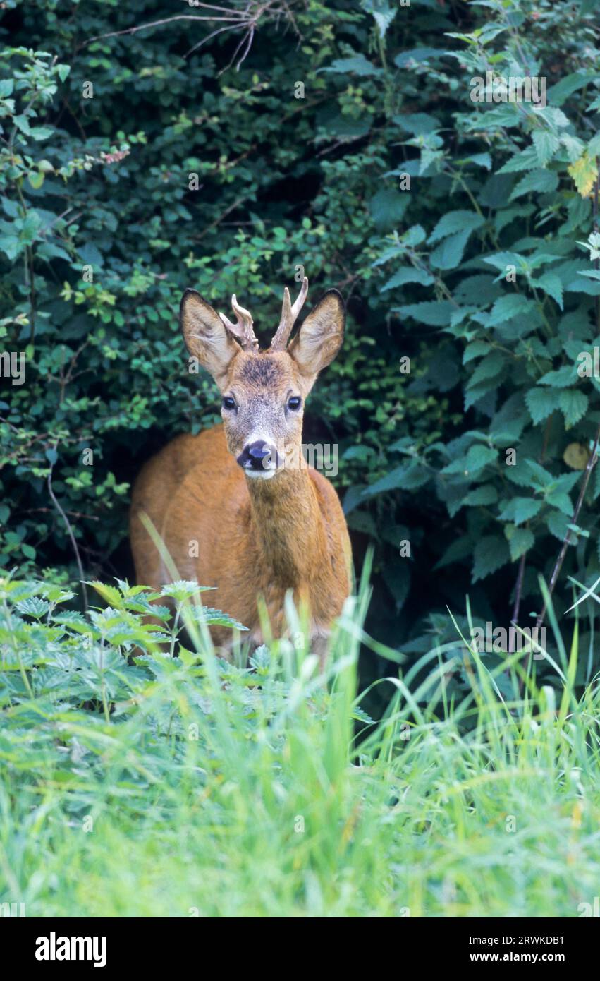 Roe Deer buck, yearling with abnormal antler watching the photographer ...