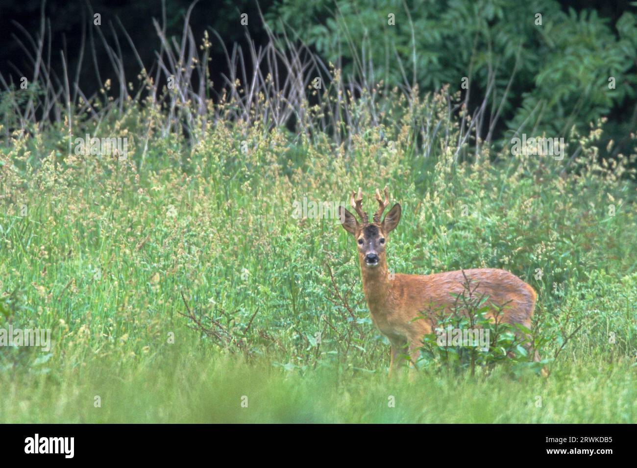 European roe deer (Capreolus capreolus) with very unusually antler, Roe ...