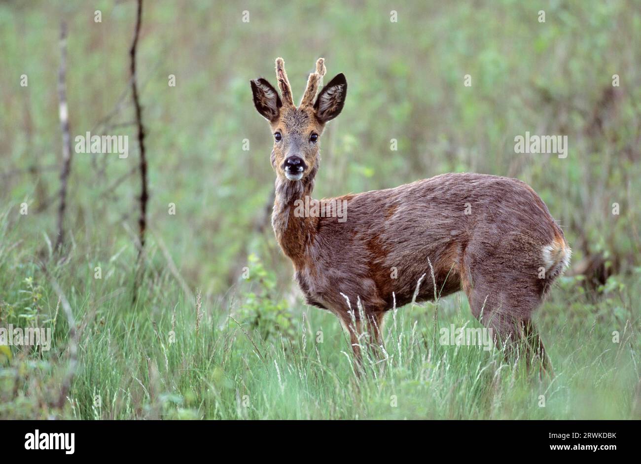 European roe deer (Capreolus capreolus) with velvet antler in change of ...