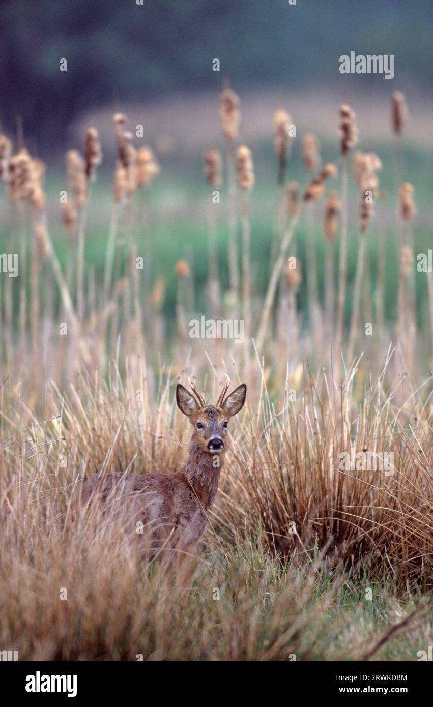 Rehwild hi-res stock photography and images - Alamy
