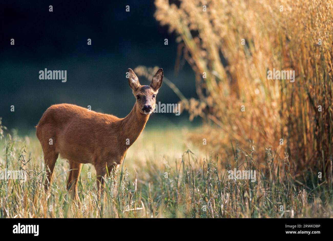 Doe standing at the border of an oat field Roe Deer (Capreolus ...