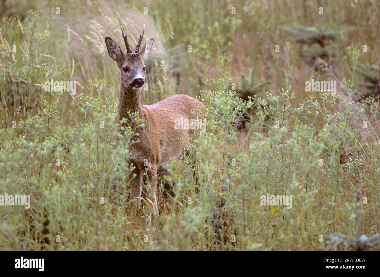 European roe deer (Capreolus capreolus) standing securely in a forest ...