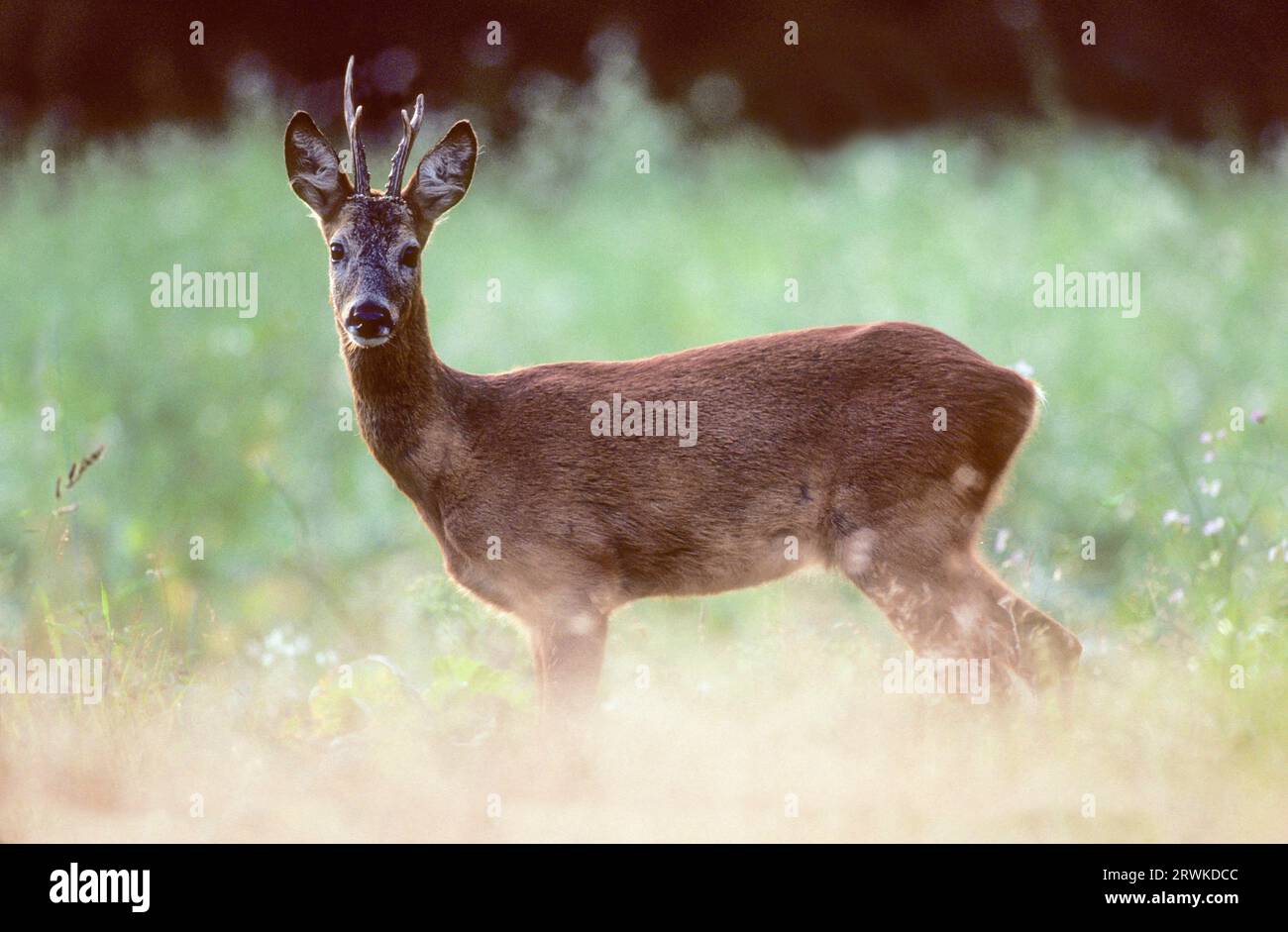 European roe deer (Capreolus capreolus) standing securely in a forest ...