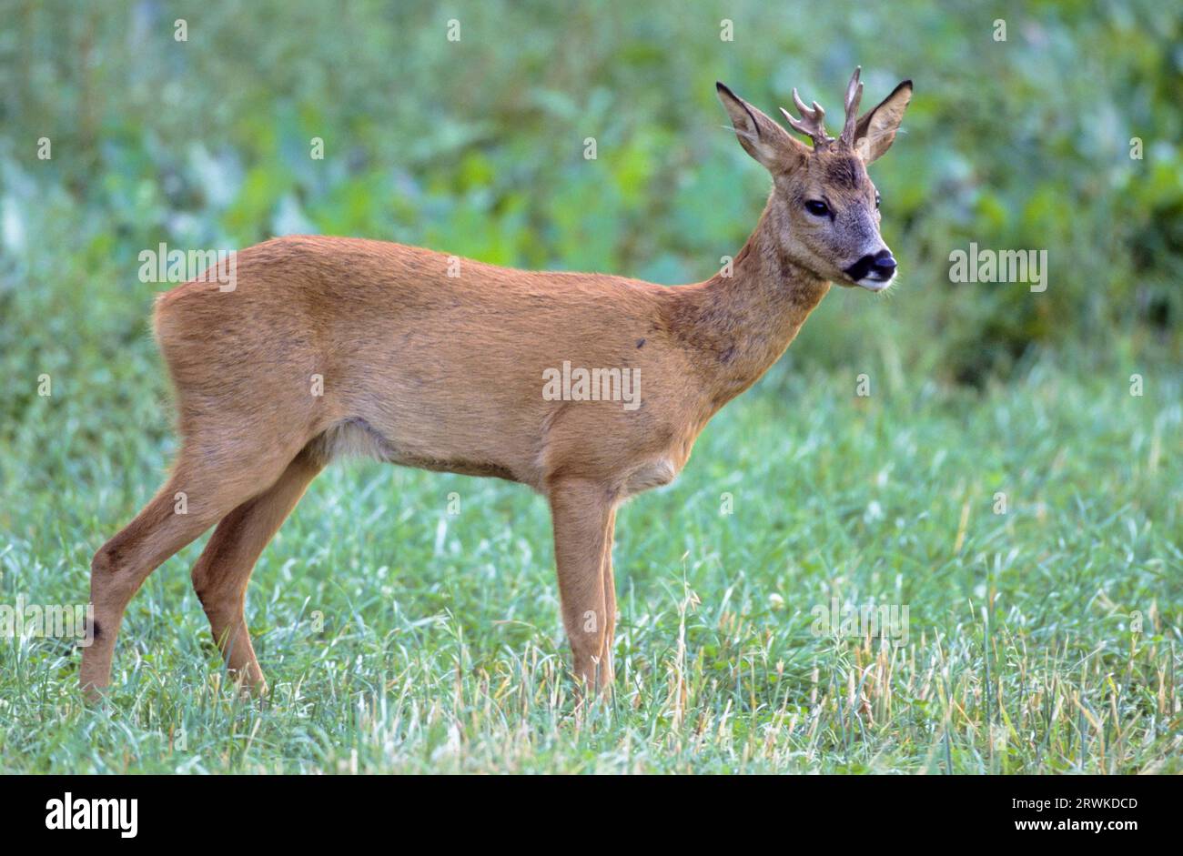 Roe Deer buck, yearling with abnormal antler standing in a forest ...
