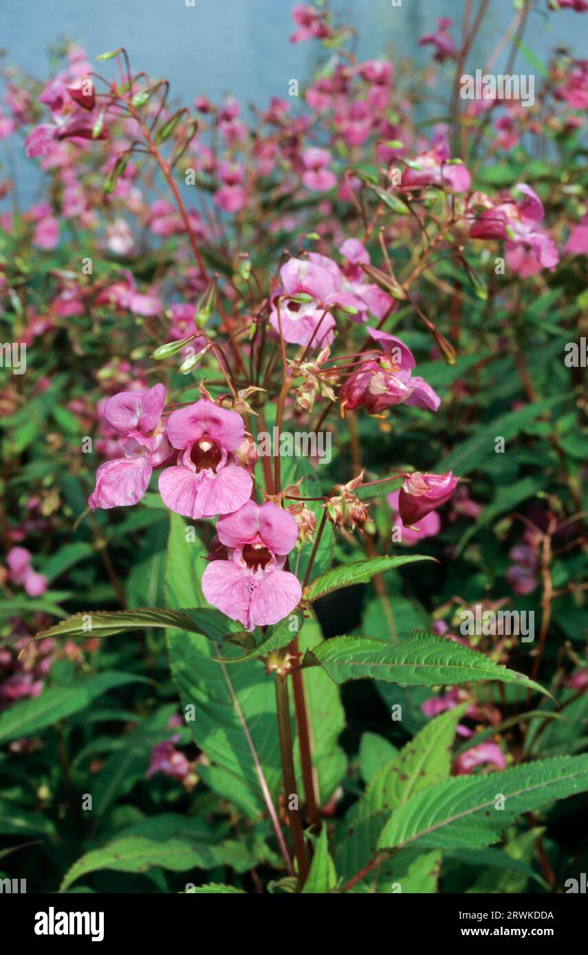 Himalayan balsam control hi-res stock photography and images - Alamy
