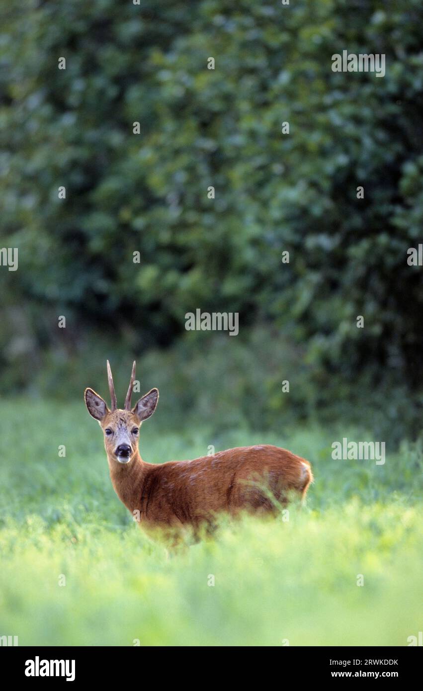 Roe Deer buck in the leaf standing in high vegetation (european roe ...