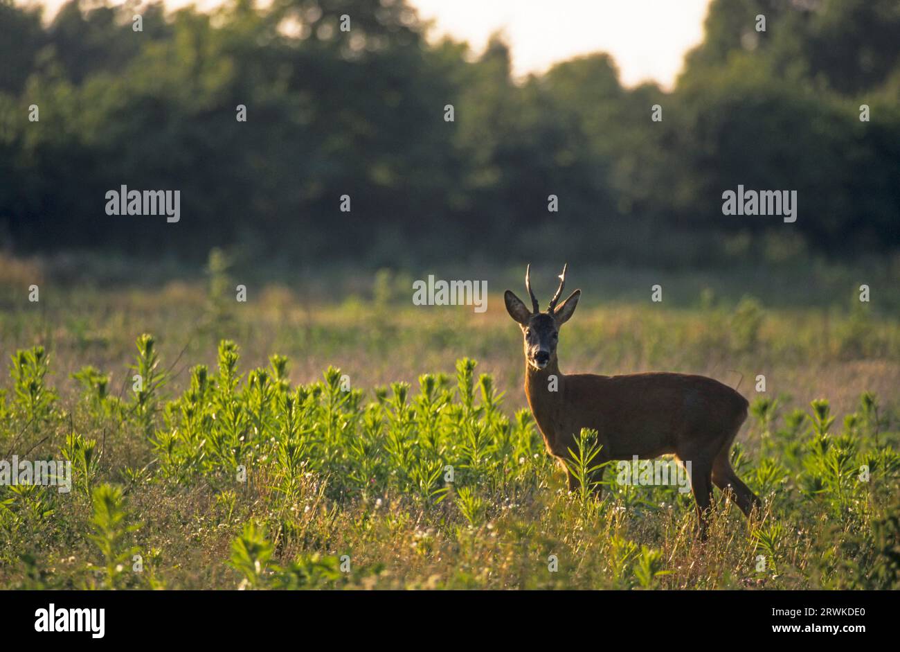 Roe Deer buck in the leaf standing in high vegetation (european roe ...