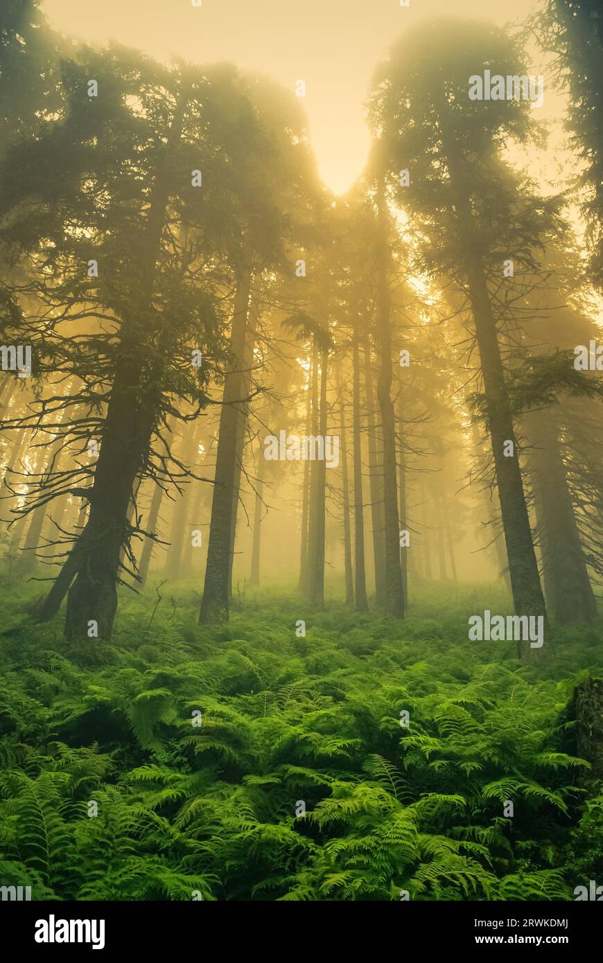 Forest photo lonely trees hi-res stock photography and images - Alamy