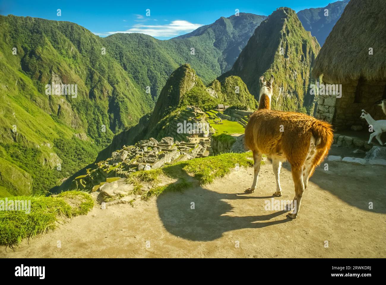 Photo of llama with high mountain range and jungle in background near ...