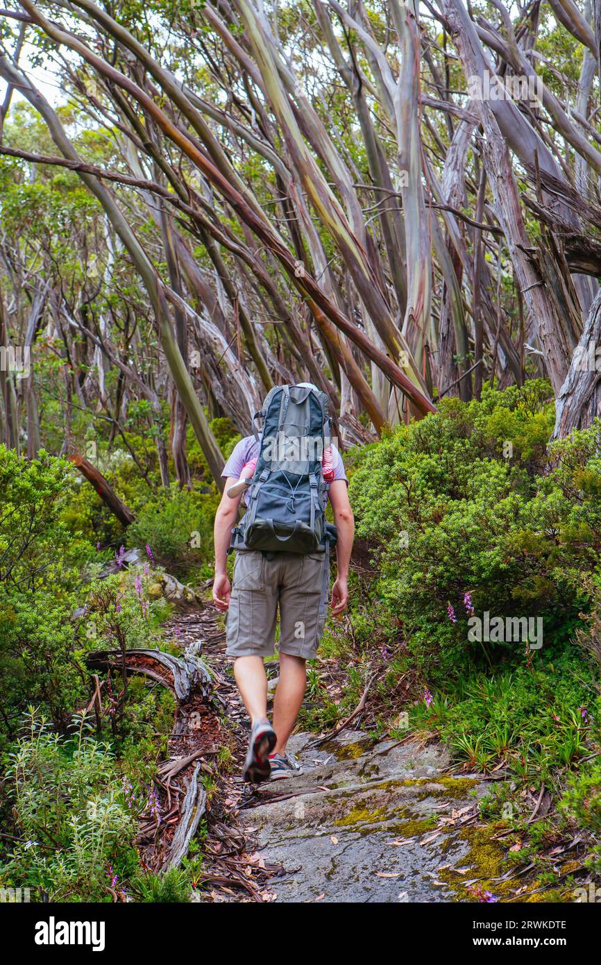 Mt Baw Baw landscape and walking trails during summer in Victoria ...