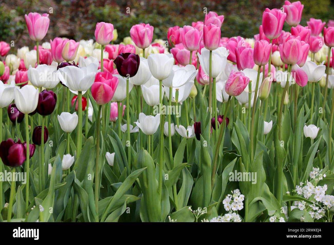 Multi coloured Tulips in Bloom during Springtime at Araluen Botanic ...