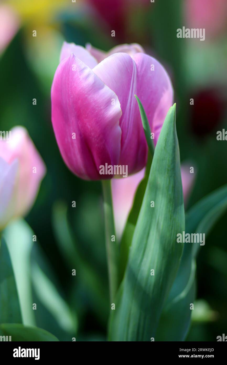 Pretty Pink Tulip in Bloom at Araluen Botanic Park during Spring, Perth ...