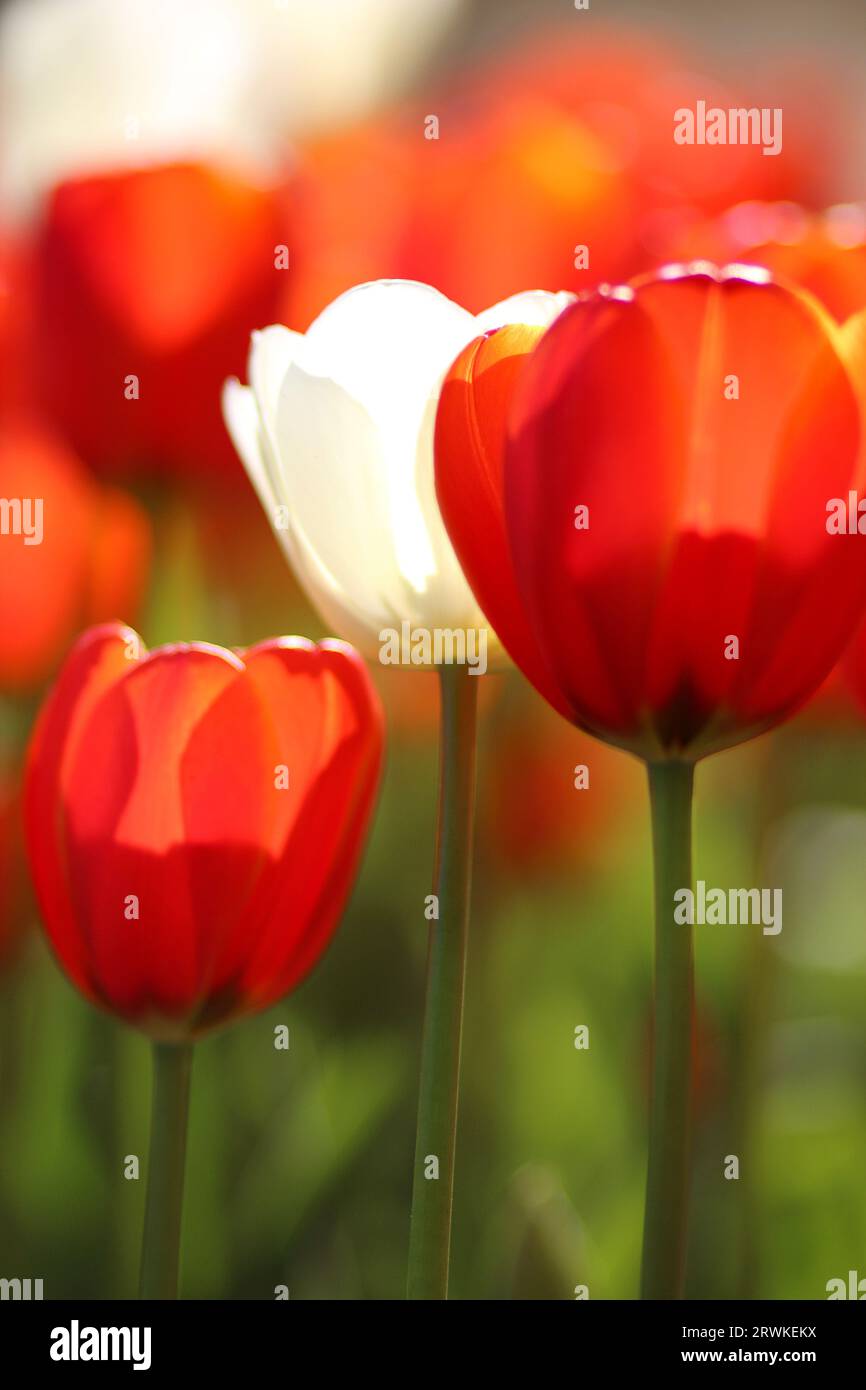 Beautiful Red and White Tulips in bloom at Araluen Botanic Park, Perth ...