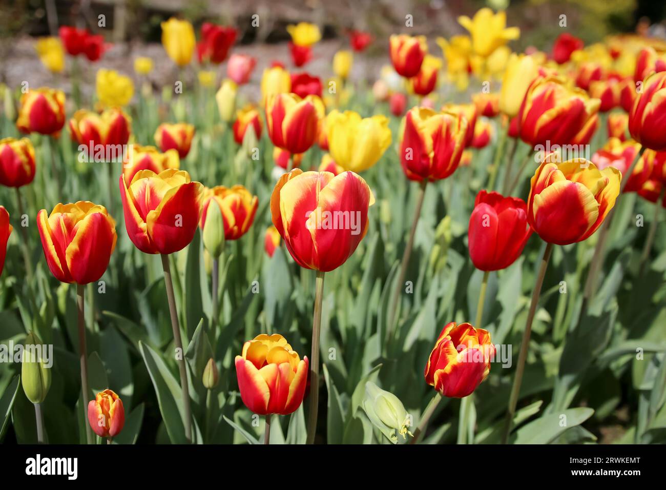 Perth during summer hi-res stock photography and images - Alamy