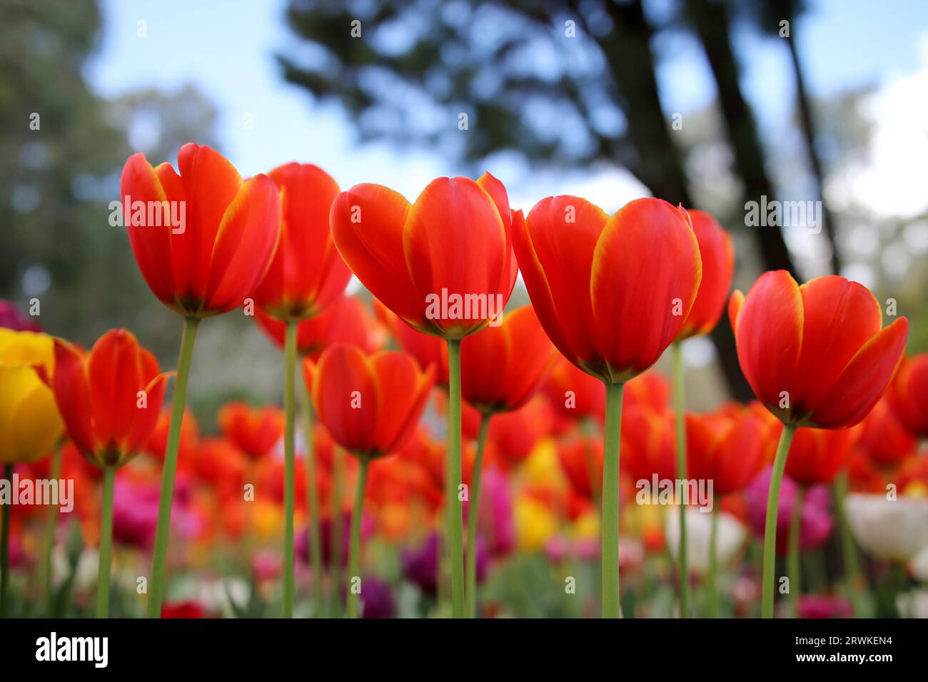 Vibrant Red Tulips in bloom at Araluen Botanic Park, Perth, Western ...