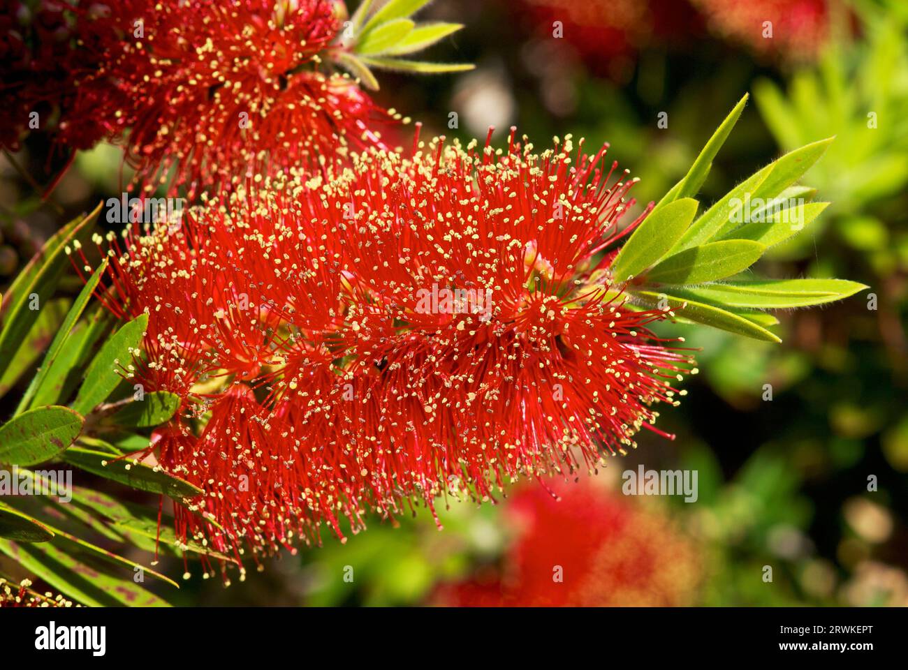 Dwarf Bottlebrush, Callistemon 'Little John', an Australian cultivar ...