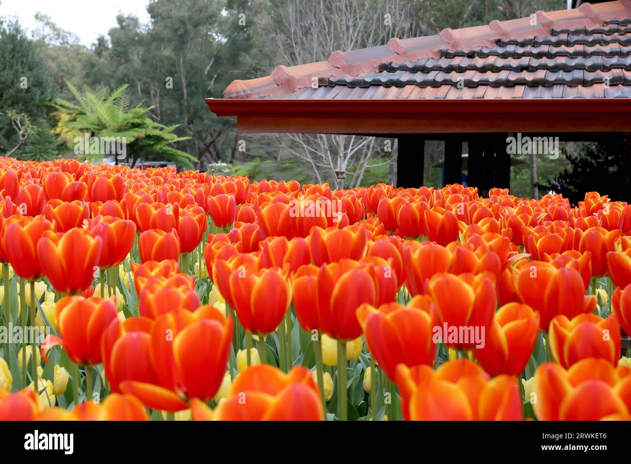 Vibrant Red Tulips in bloom during Spring at Araluen Botanic Park ...