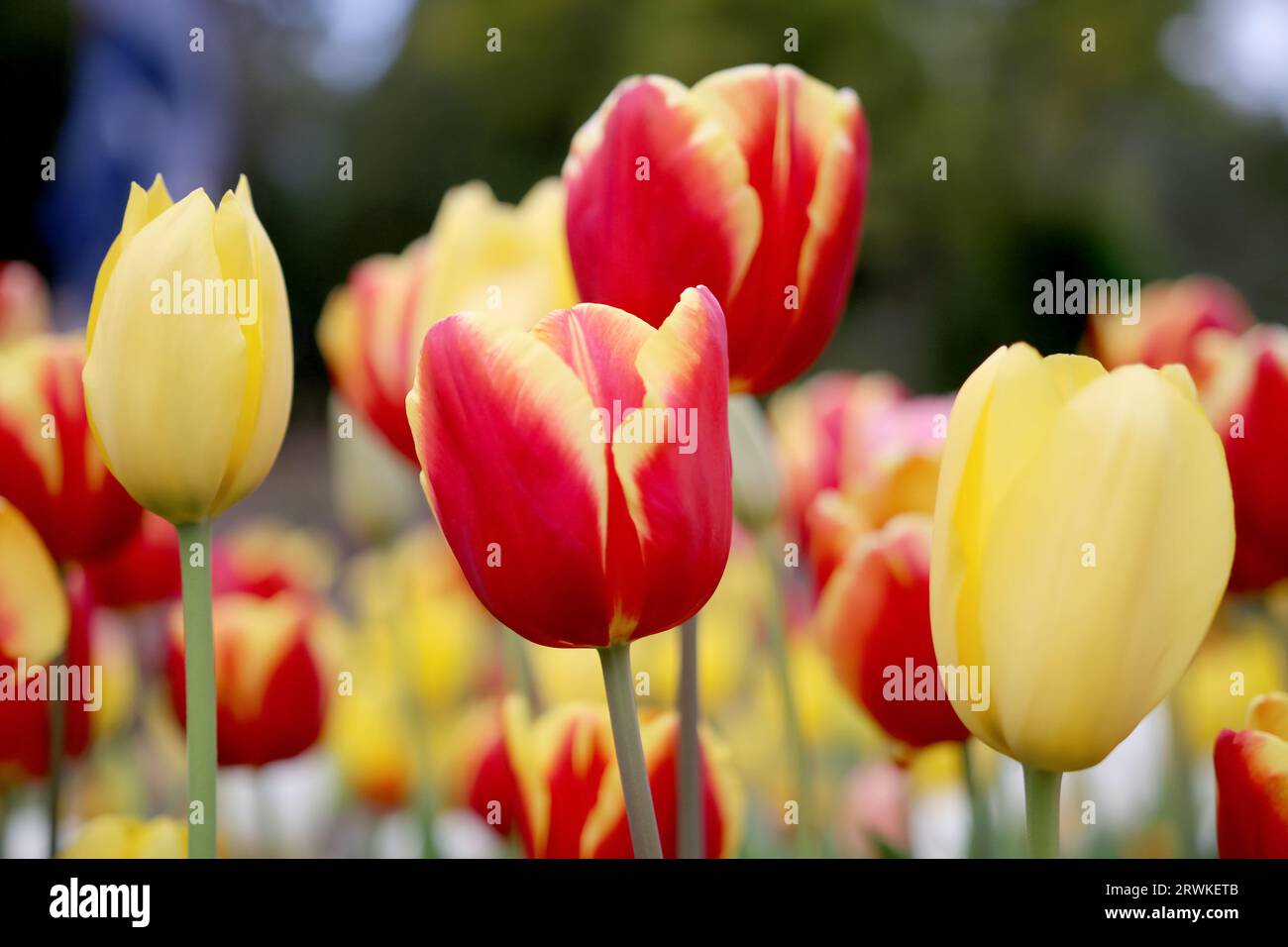 Beautiful Red and Yellow Tulips in bloom during Spring at Araluen ...