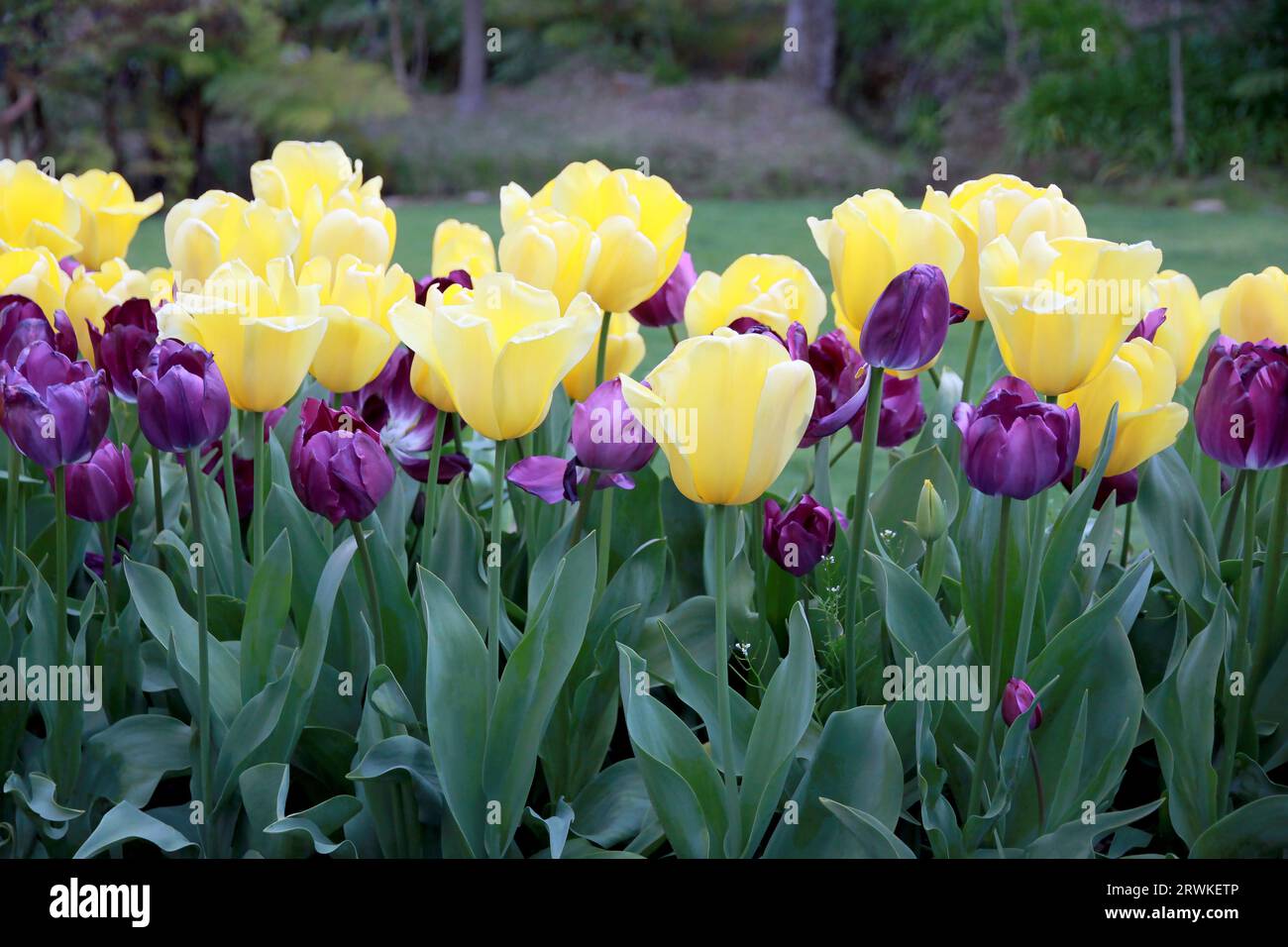 Vibrant Yellow and Purple Tulips in Bloom at Araluen Botanic Park ...