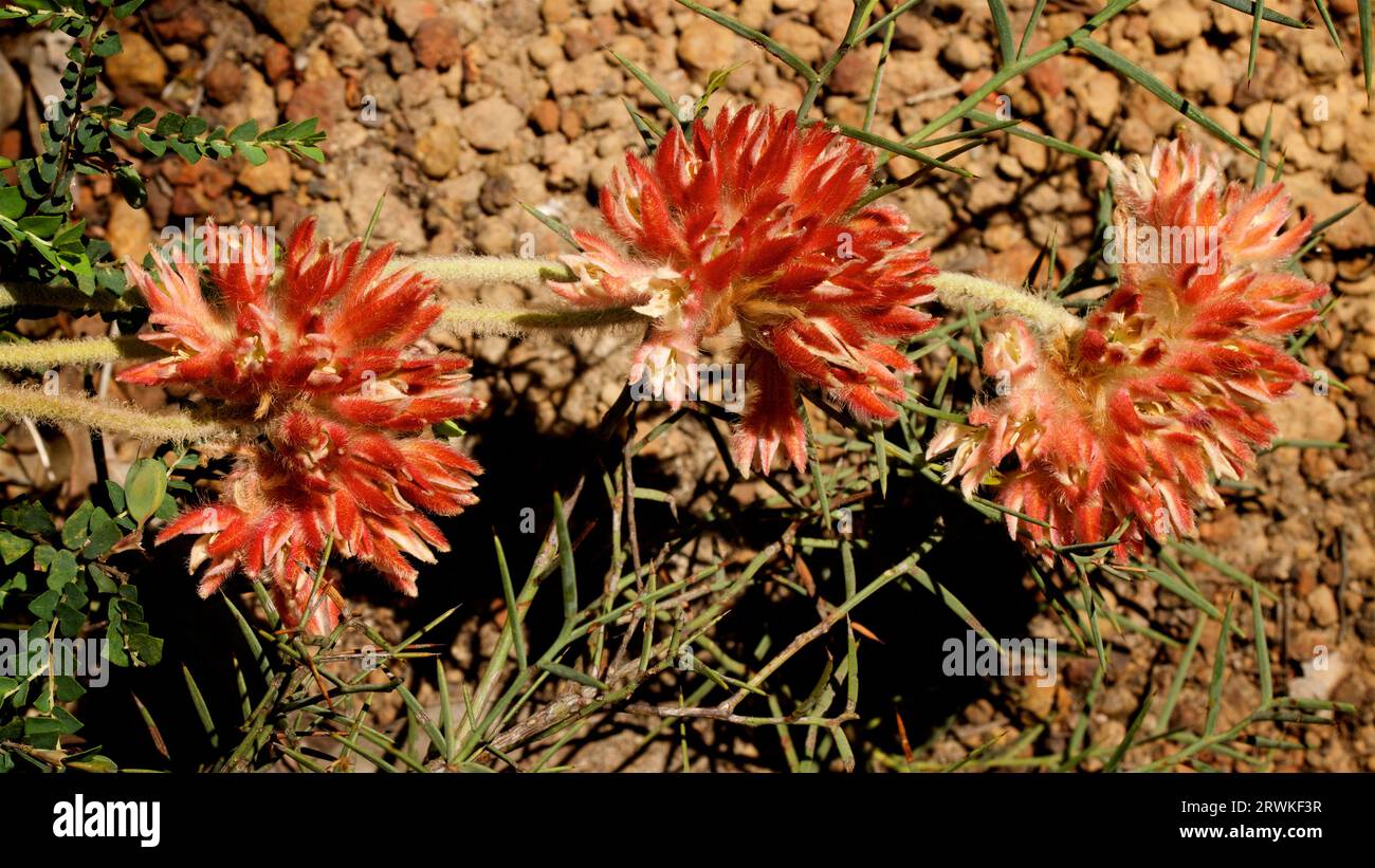 Conostylis setosa hi-res stock photography and images - Alamy