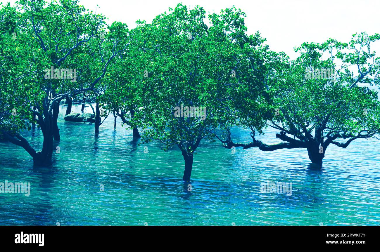 Australian Tidal Mangrove Trees thrive in the hot salty water of the ...
