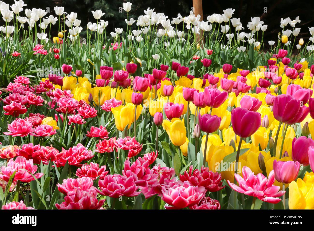 Tulip Season at Araluen Botanic Park, Perth, Western Australia ...